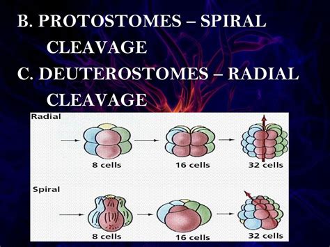 Invertebrates Comparative Anatomy Ppt Download