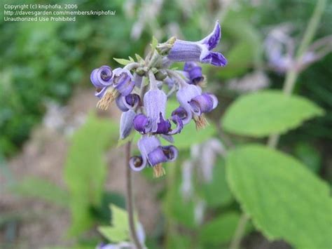 Plantfiles Pictures Clematis Species Asian Clematis Clematis Stans
