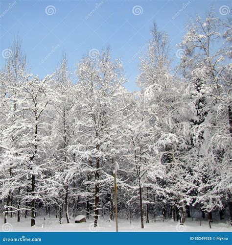 Russian Winter Landscape With Snow Stock Image Image Of Snow Winter