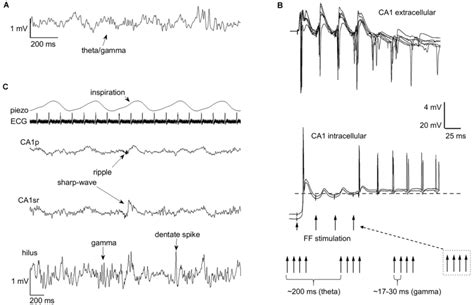 Rhythms Of The Brain Nest Within Each Other And Within The Rhythmic Download Scientific