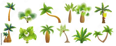Tropical Palm Trees And Beach Or Jungle Plants Set Vector Illustration Cartoon Isolated Exotic
