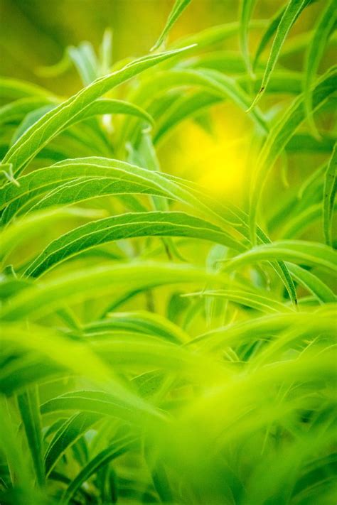 Why Is Bokeh So Popular Quora