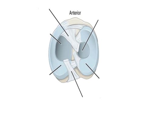 Superior View Of The Right Tibia Quiz