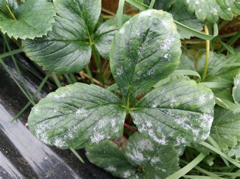 딸기 내부 습도 낮춰 곰팡이병 예방