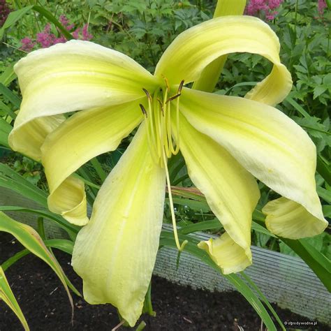 Hemerocallis „Heavenly Flight of Angels” - liliowiec | Sadzawka.pl