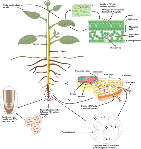 plant translocation diagram