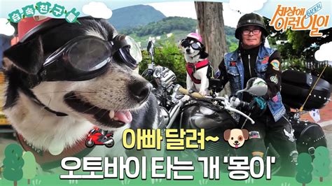 [ 습속친구들] 🏍️아빠 달려~ 😎오토바이 타는 라이더 개 ‘몽이🐶 순간포착세상에이런일이 Whatonearth