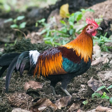 Red Junglefowl Archives Diy Chicken Coop Plans