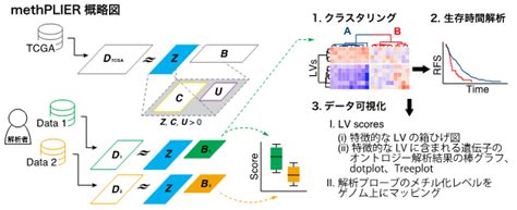 機械学習技術を活用した網羅的dnaメチル化データの新規解析手法を開発～データセットの横断的な統合分析が容易になり、さらなる創薬標的の探索に寄与～ テック・アイ生命科学