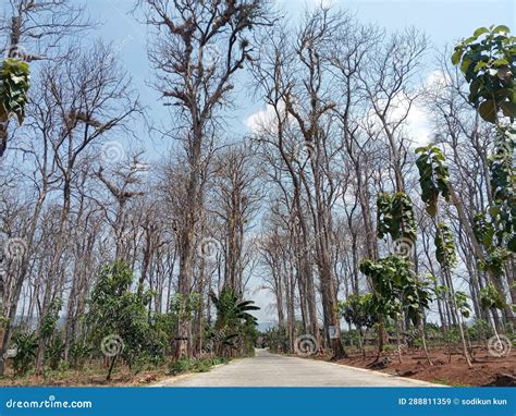 Dry Teak Trees In The Dry Season Of Java Indonesia Stock Image Image
