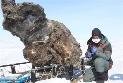 Woolly Mammoths Could Be Brought Back From Extinction After Scientists