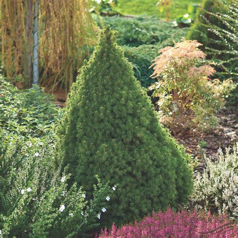 Dwarf Alberta Spruce Nwa Plants Inc