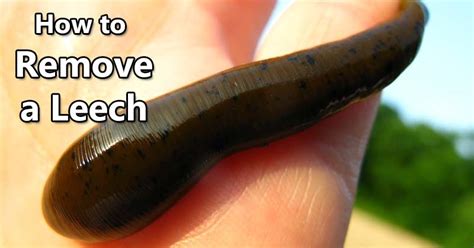 Leech Teeth
