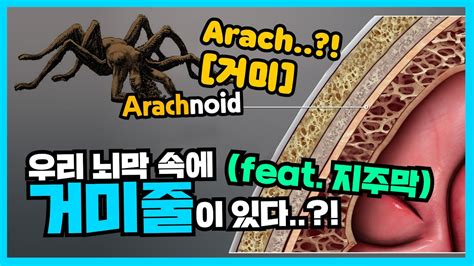🧠지주막 우리 뇌막 속의 거미줄이라고 🕷 해부해부러 [끝] Youtube