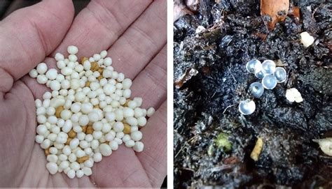 Are These Slug Eggs In My Compost