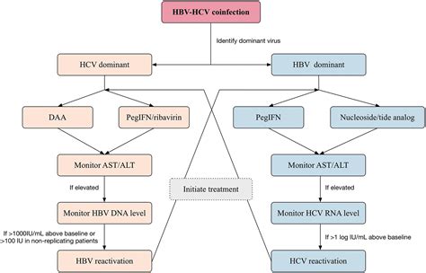 Hbv Hcv Coinfection Viral Interactions Management And Viral Reactivation