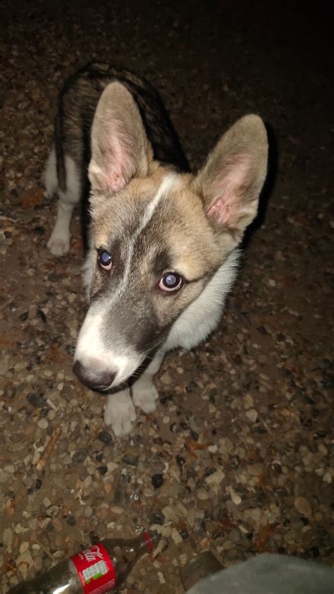 Отдам собаку в хорошие руки