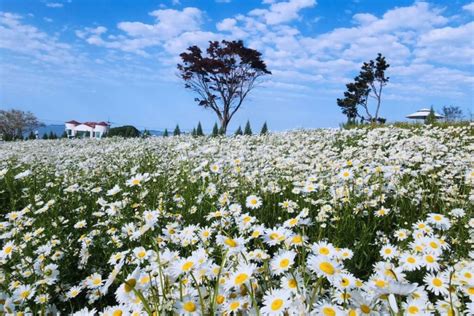 태양의 꽃 샤스타데이지 감성 카페 어디 5월에 가볼 만한 샤스타 데이지 감성 카페 투어