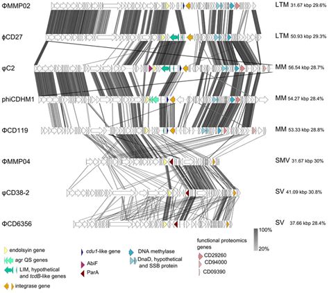 Sequenced C Difficile Phage Genome Similarity And Content Phage Download Scientific Diagram