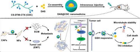 通过氧化还原反应纳米药物调节肿瘤间质串扰用于联合肿瘤治疗 Journal Of Controlled Release X Mol