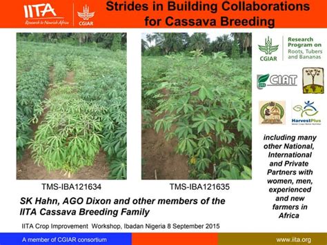Strides In Building Collaborations For Cassava Breeding Ppt
