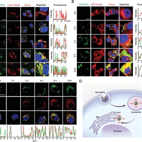 Intracellular Spatiotemporal Distribution And •oh Radical Generation Of Download Scientific