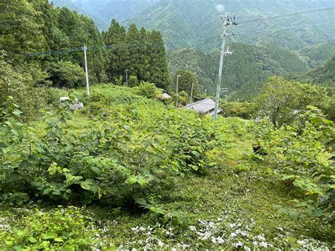 From Raw Materials Cultivation To World Class Tosa Washi Creation Library Local Techniques Japan