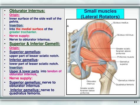 Ppt Gluteal Region And Back Of Thigh Powerpoint Presentation Free Download Id1897995