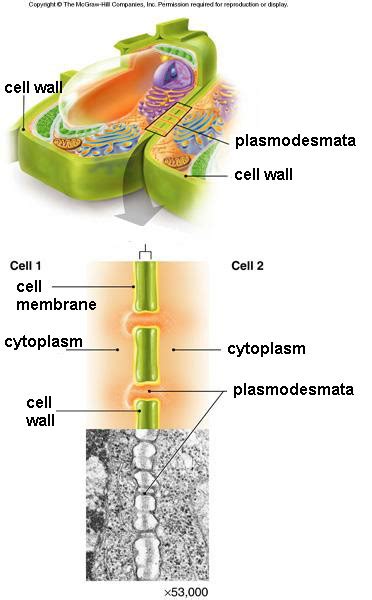 Plasmodesmata