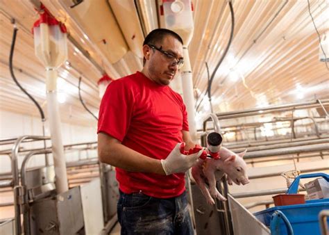 Two Doses Are Better Than One Research Shows Value Lies In Iron