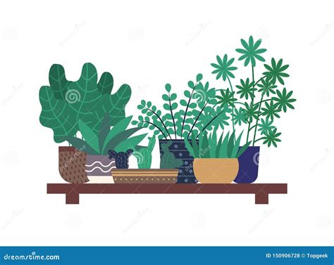 Houseplant In Orangery Greenhouse Shelf Flowers Stock Vector
