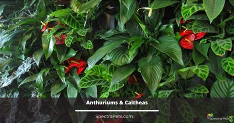 Dart Frog Habitat Setup Guide [a Complete Catalog]