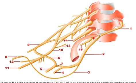 Unilateral Thyroid Lobectomy With Contralateral Subtotal Lobectomy Including Isthmus Semantic