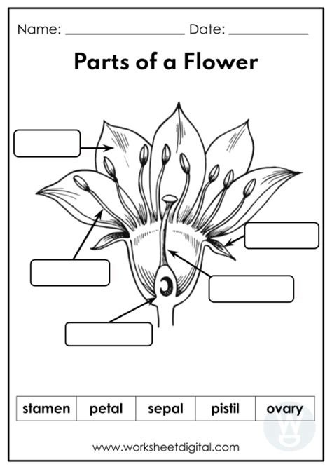 Parts Of A Flower Worksheet Digital Worksheets Library