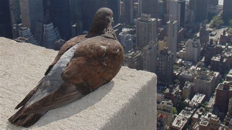 Technical Details How Architects Can Design Bird Friendly Buildings