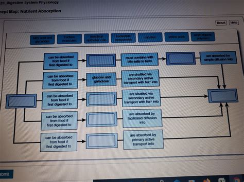 Solved 23 Digestive System Physiology Cept Map Nutrient