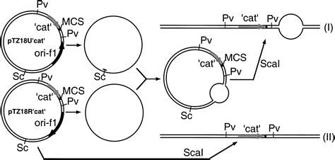Reca Protein Dependent R Loop Formation In Vitro