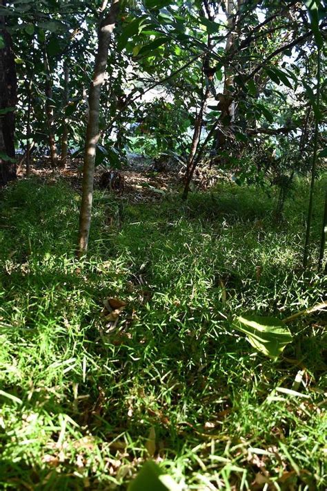 Plant Of The Month Ottochloa Gracillima Noosa Coast Care