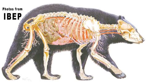 Black Bear Anatomy Shot Placement