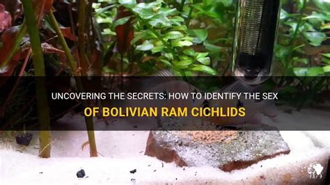 Uncovering The Secrets How To Identify The Sex Of Bolivian Ram