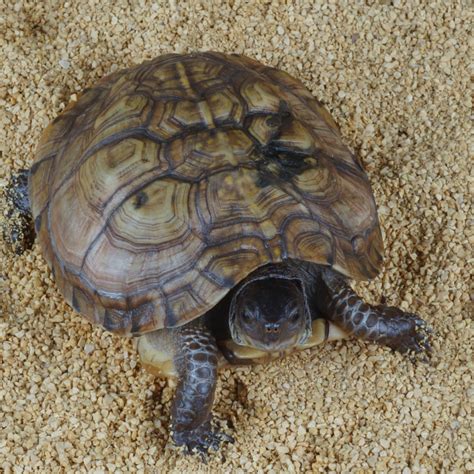 Common Box Turtle Critter Republic Dive Center
