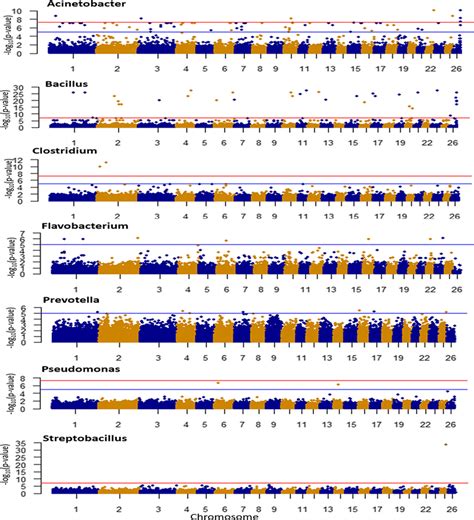Manhattan Plot Showing Log Scale P Values Y Axis Of Snps Associated
