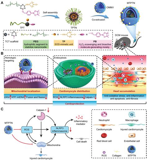Schematic Illustration Of Targeted Treatment Of Dilated Cardiomyopathy