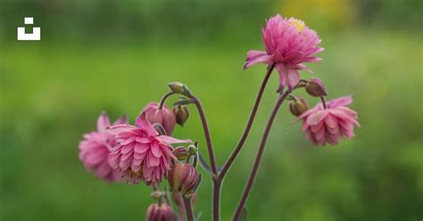 흐릿한 배경을 가진 분홍색 꽃의 클로즈업 사진 Unsplash의 무료 영국 이미지