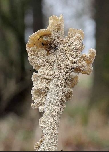 Irpex Lacteus Fungi On Tree Branch