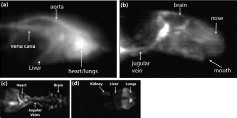 Figure 1 1 From Magnetic Particle Imaging MPI Tracers For In Vivo Applications Semantic Scholar