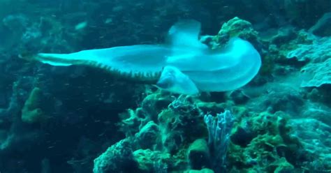 제주 바다에 무슨 일이‘투명 물고기 발견