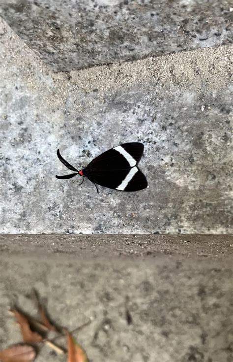 Pidorus Glaucopis R Entomology