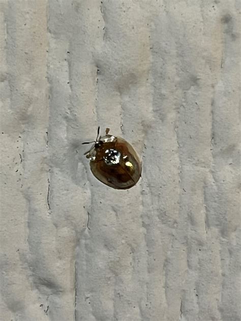 Translucent Beetle Rwhatsthisbug