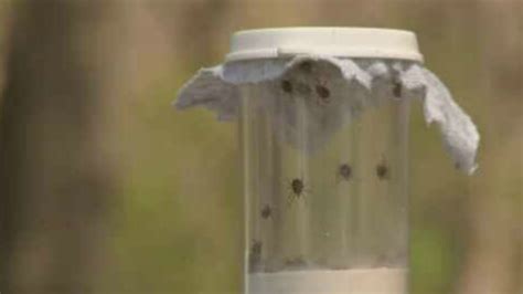 Testing Ticks For Disease Offered For Free All Year